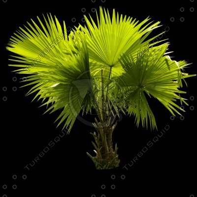 Texture Photoshop tree tropical palm