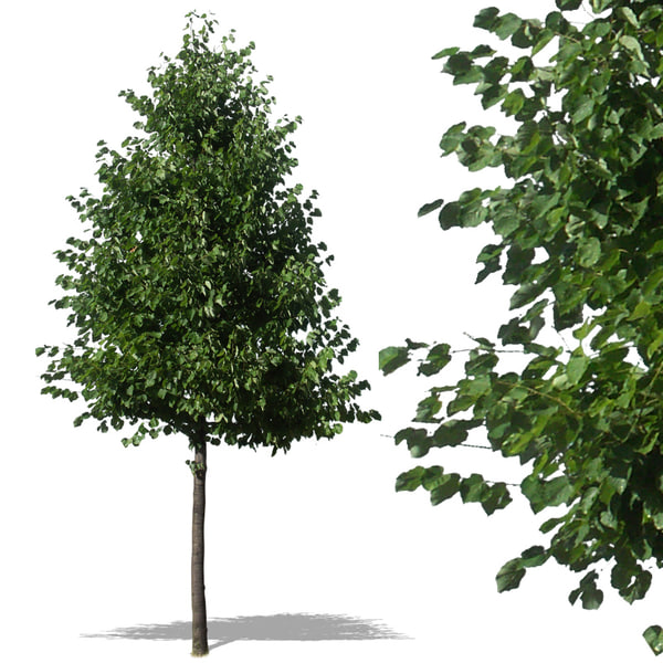 Texture Photoshop tree trees deciduous