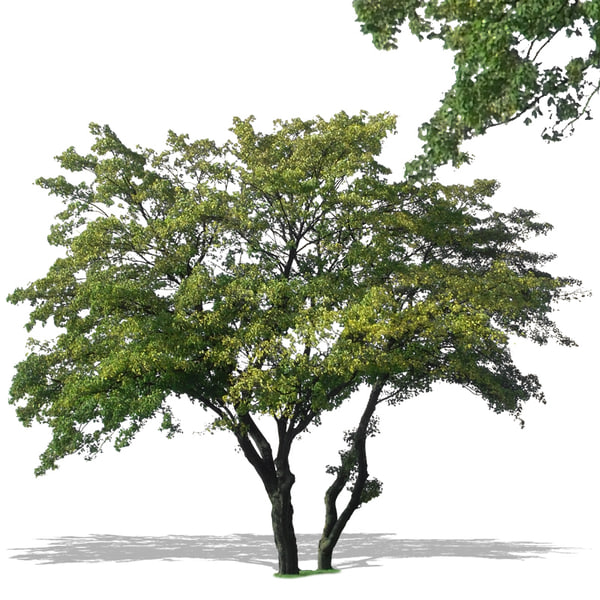 Texture JPEG tree trees deciduous