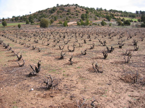 Stock JPEG grapevine trees vines
