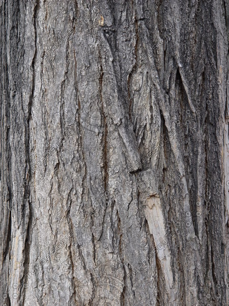 Texture JPEG tree bark skin