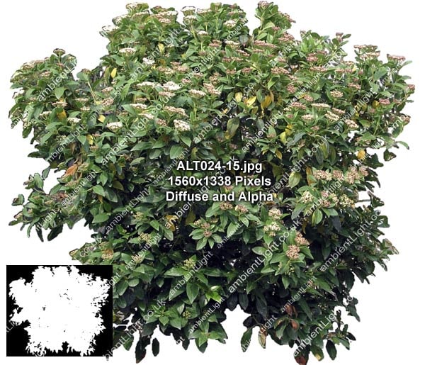 Texture JPEG shrub texture ambientlight