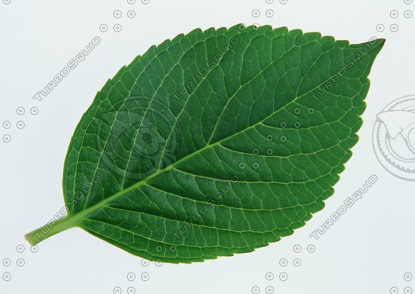 Texture JPEG Perfect leaf no