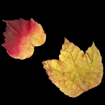 Texture Windows Bitmap leaves oak leaf