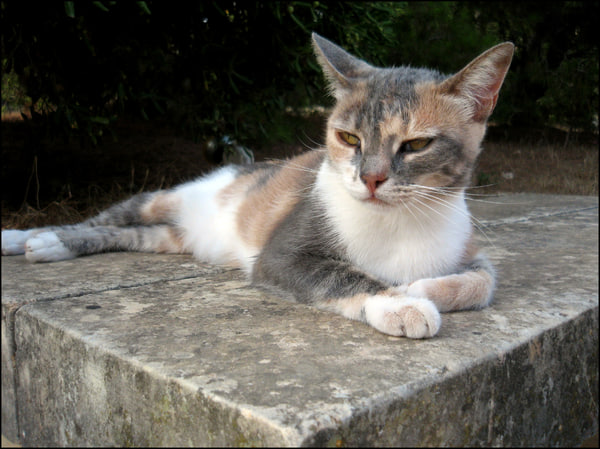 Stock JPEG Cat Kittie Kitten