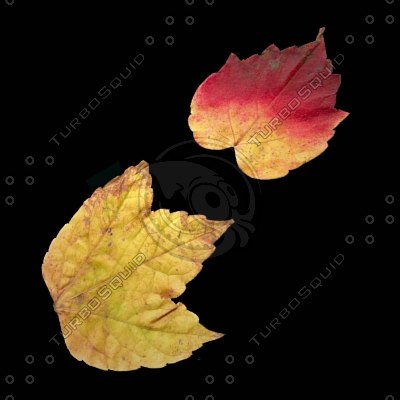 Texture Windows Bitmap leaves oak leaf