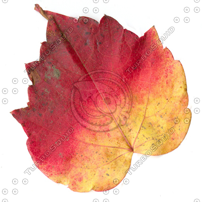 Texture Windows Bitmap leaves oak leaf