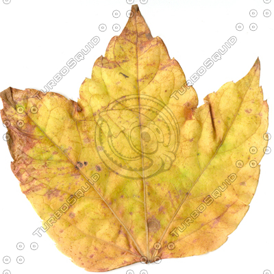 Texture Windows Bitmap leaves oak leaf