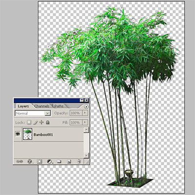 Texture Photoshop bamboo plant