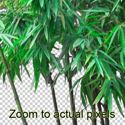 Texture Photoshop bamboo plant