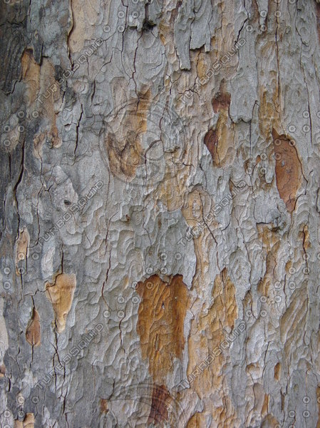 Stock JPEG Bark Tree Wood