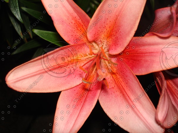 Stock JPEG flower nature high