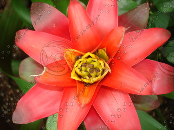 Stock JPEG flower nature high