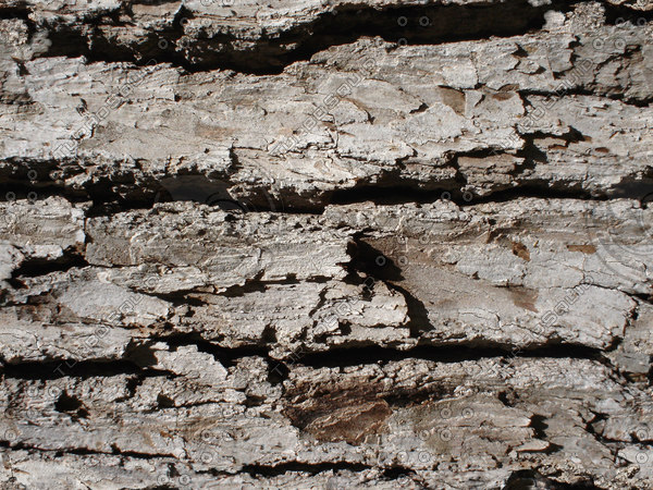 Texture JPEG Tree Bark tileable