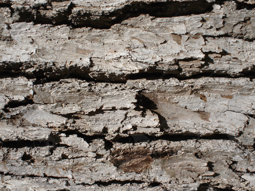 Texture JPEG Tree Bark tileable