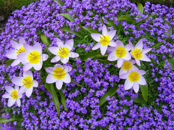 Stock JPEG Flowers Purple Yellow