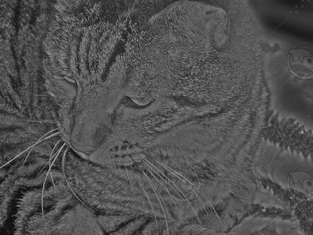 Stock JPEG fuzzy cat kitten