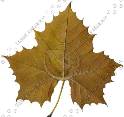 Texture JPEG Maple leaf leaves