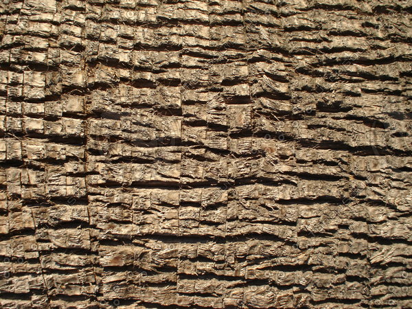 Texture JPEG Palm Tree Texture