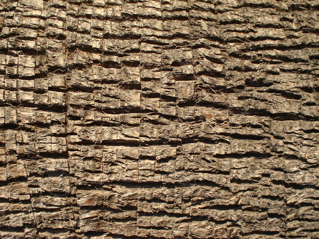 Texture JPEG Palm Tree Texture