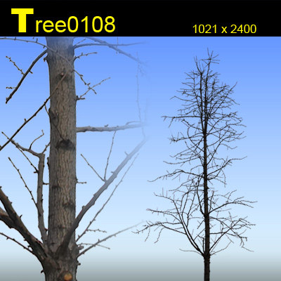 Texture Photoshop tree plant