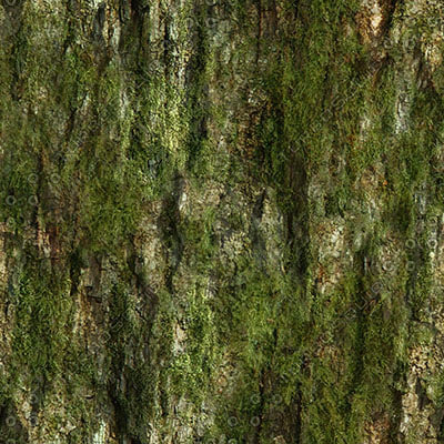 Texture Bark Moss Tree