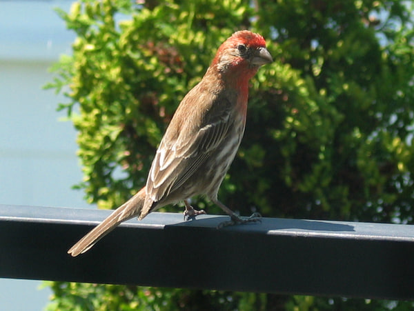 Stock JPEG bird free photo