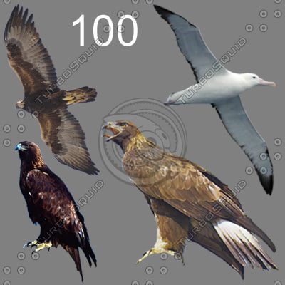 Texture Photoshop bird game realtime