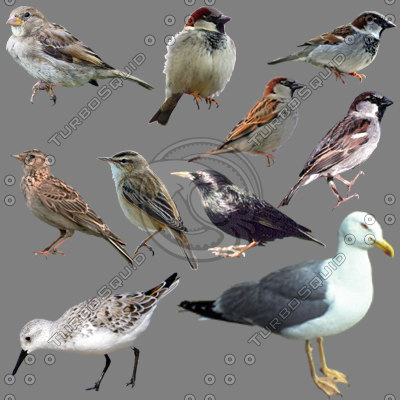 Texture Photoshop bird game realtime