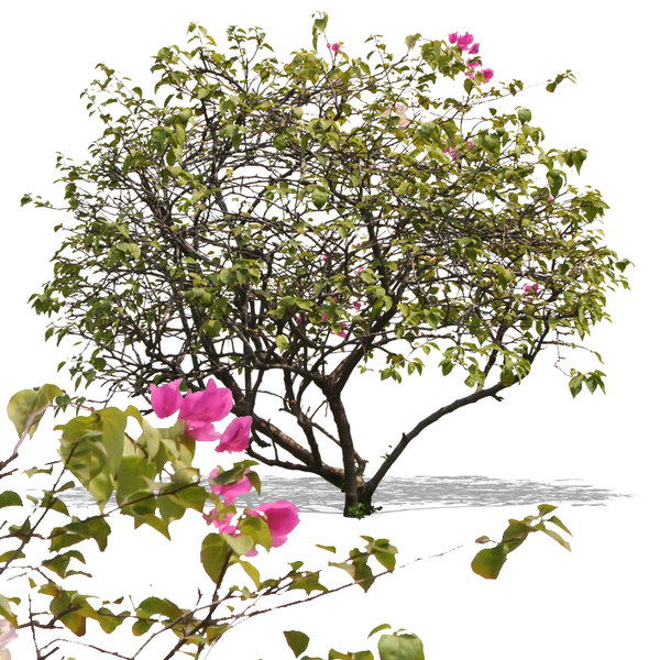 Texture Photoshop bush bushes flowers