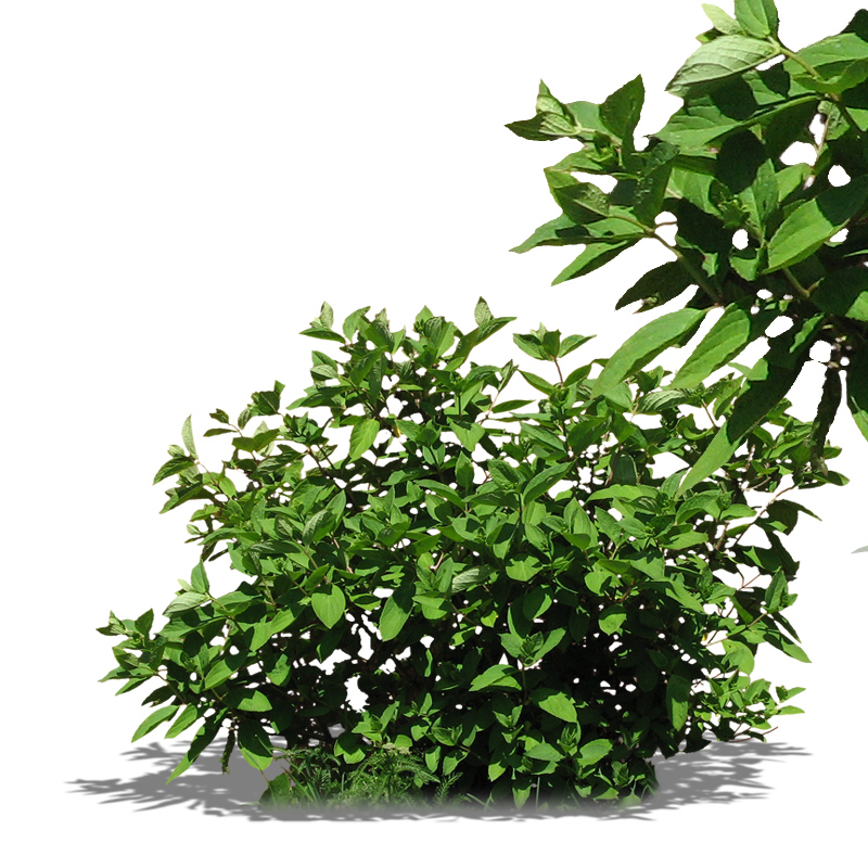 Texture Other bush bushes architectural