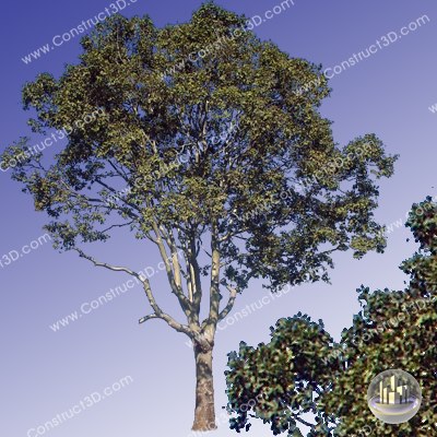 Texture JPEG Tree Trees 3drender