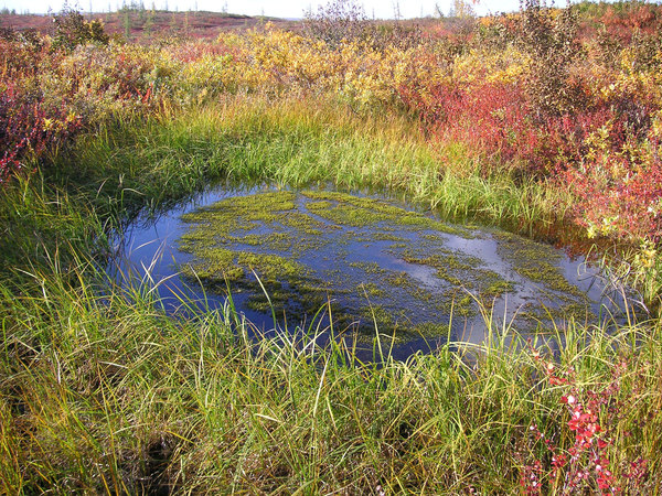 Stock JPEG green nature marsh