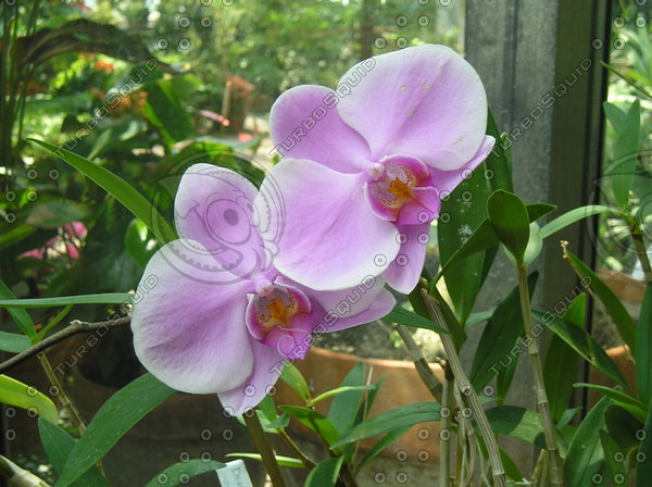 Stock JPEG orchid flower plant