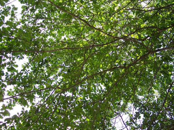 Stock JPEG tree leaves texture