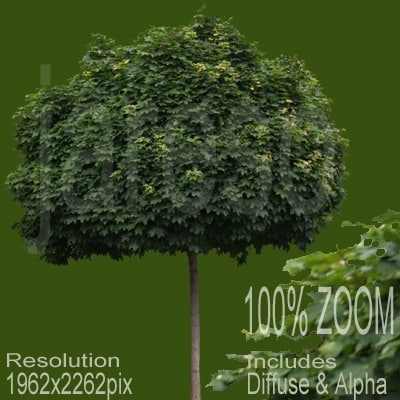 Texture JPEG tree trees nature