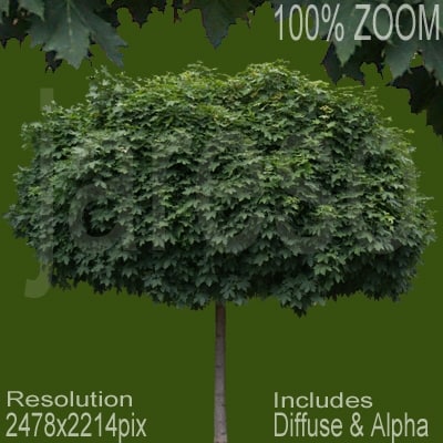 Texture JPEG tree trees nature
