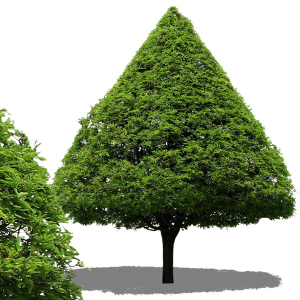 Texture Photoshop tropical conical tree