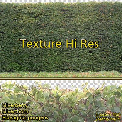 Texture JPEG Silverberry Silverthorn hedge