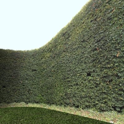 Texture JPEG Silverberry Silverthorn hedge