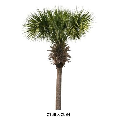 Texture JPEG Palm Tree Trees