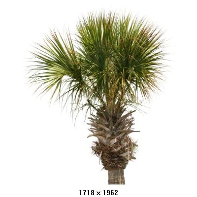 Texture JPEG Palm Tree Trees