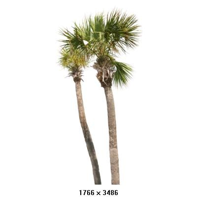 Texture JPEG Palm Tree Trees