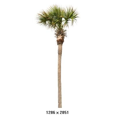 Texture JPEG Palm Tree Trees