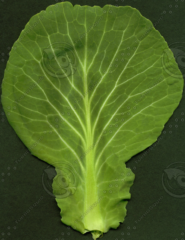 Texture JPEG Cabbage leaf salad