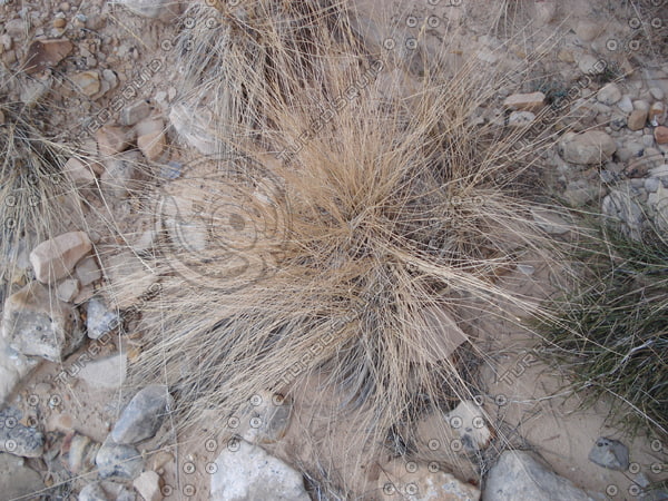 Stock JPEG Desert plant bush