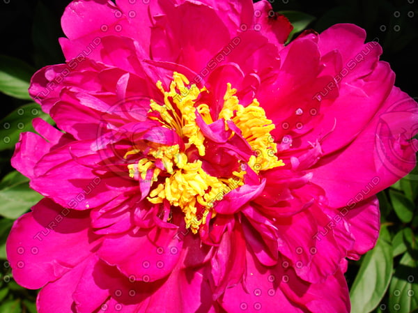 Stock JPEG flower nature high