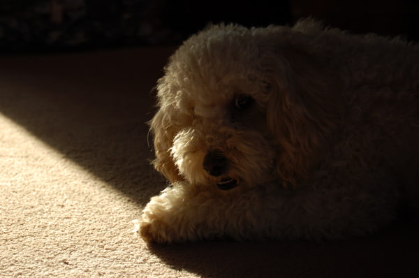 Stock JPEG dog sun light