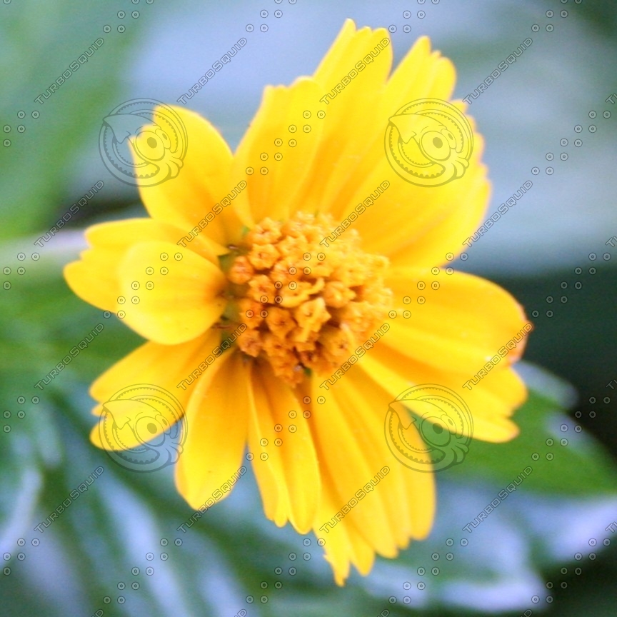 Texture TIFF Flower Plants Nature