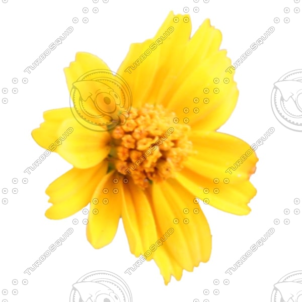 Texture TIFF Flower Plants Nature